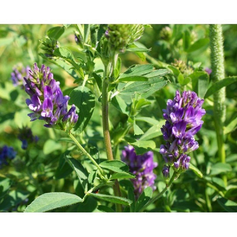 Cỏ linh lăng: Đặc điểm, tác dụng và cách dùng Cỏ linh lăng trị bệnh