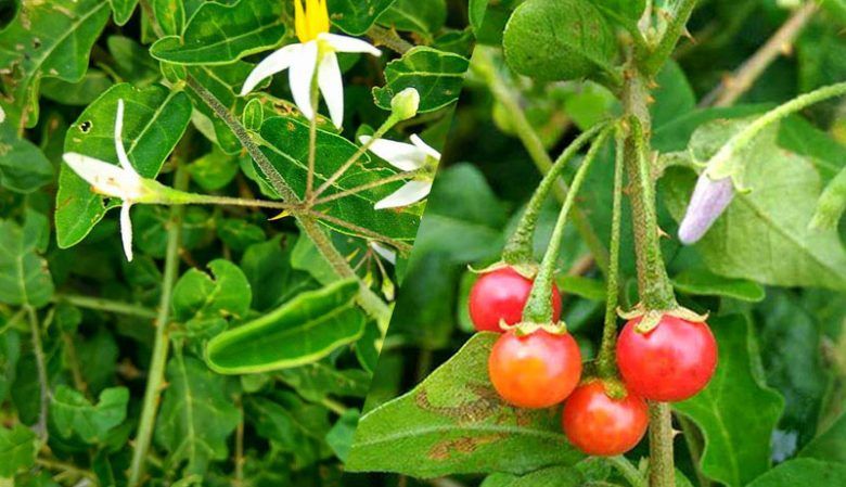 Cà gai leo: Đặc điểm, tác dụng và cách dùng Cà gai leo trị bệnh